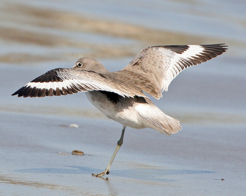 Willet (Birds of the Alameda Shoreline ) · iNaturalist