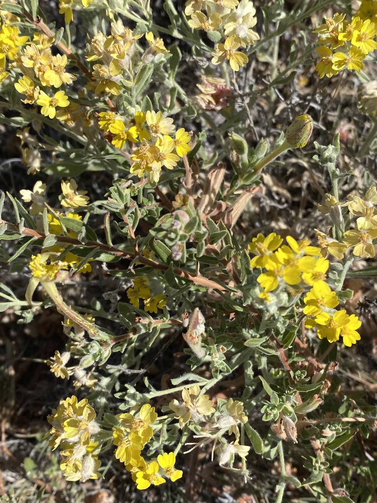 woolly paperflower from US-380, Tatum, NM, US on June 08, 2020 at 09:36 ...
