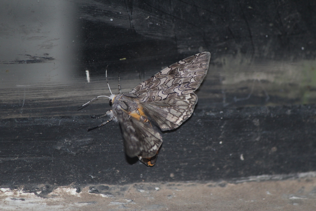 Painted Tiger Moth from Centro, Zona Centro, 76500 Cadereyta de Montes ...