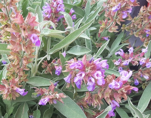 Salvia (Flora del entorno de Ciudad Universitaria (Madrid ...