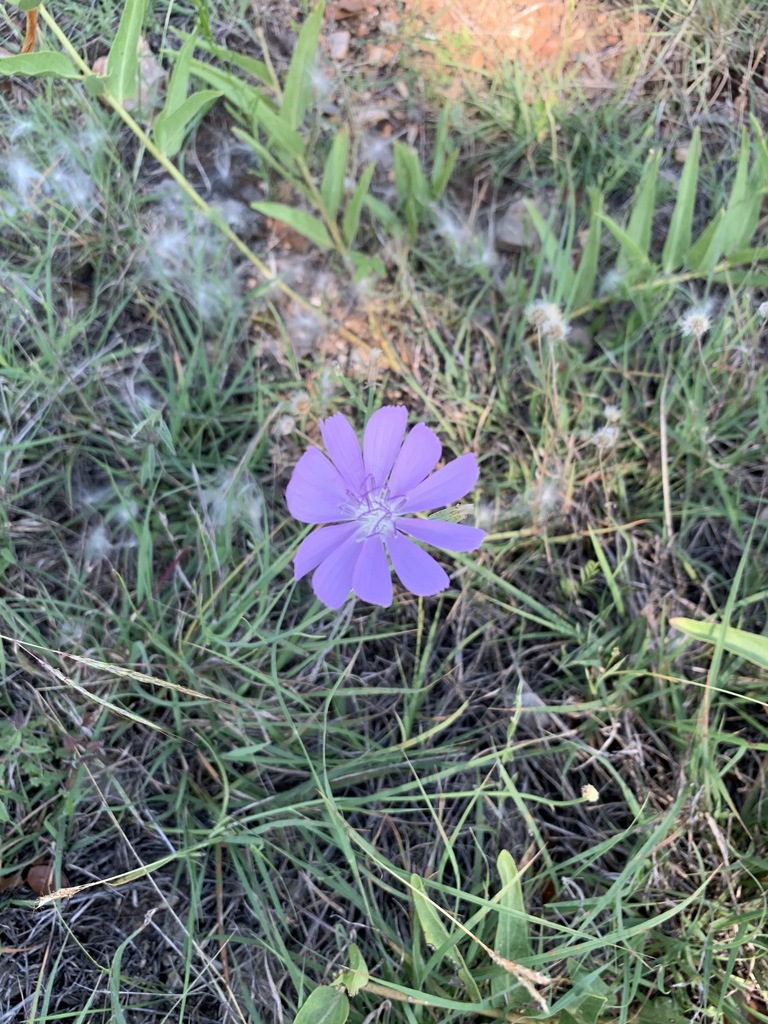 Texas Skeleton Plant from Comal County, TX, USA on June 8, 2020 at 10: ...
