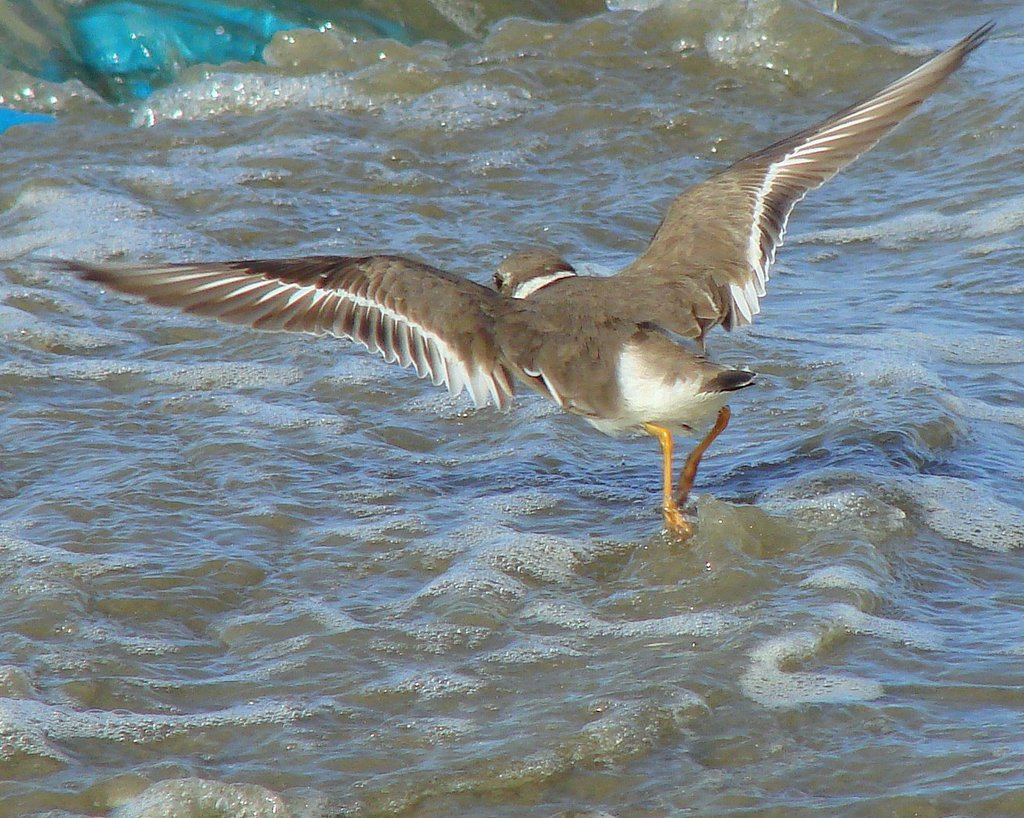 Semipalmated Plover (Don Edwards San Francisco Bay National Wildlife ...