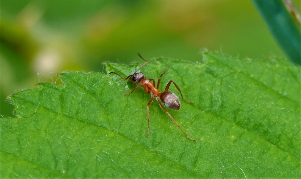 fusca-group Field Ants from Cassidy, BC, Canada on June 7, 2020 at 11: ...