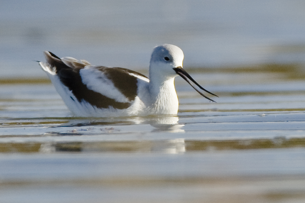 American Avocet Range
