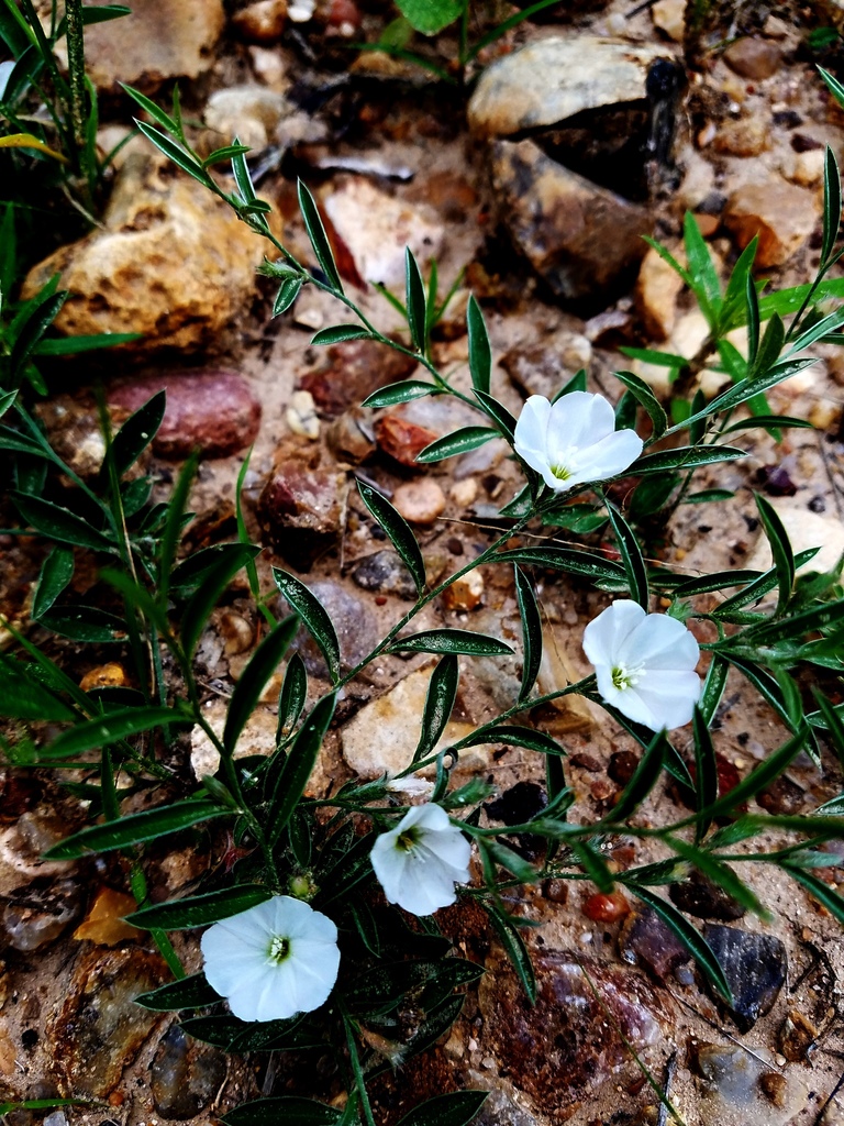 silky evolvulus from Bastrop County, TX, USA on April 22, 2017 at 06:16 ...
