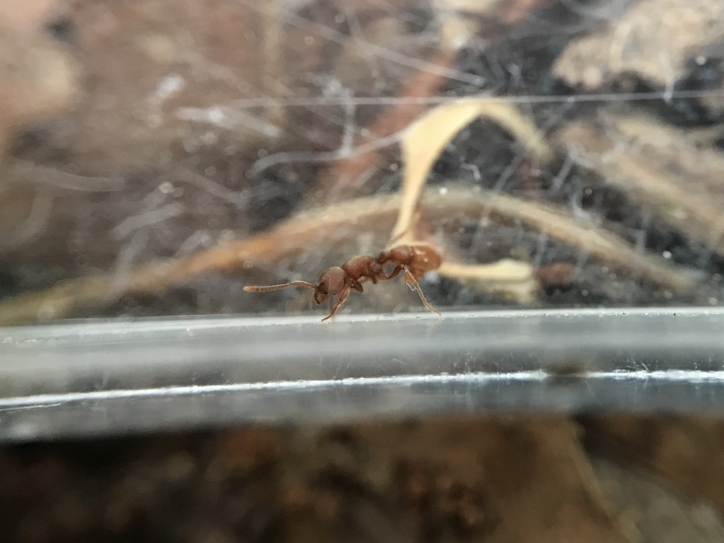 Proceratium pergandei from Bluemont Park, Arlington, VA, US on June 6 ...