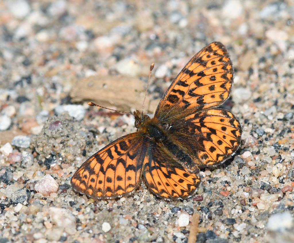 Freija Fritillary (Alaska in Summer) · iNaturalist