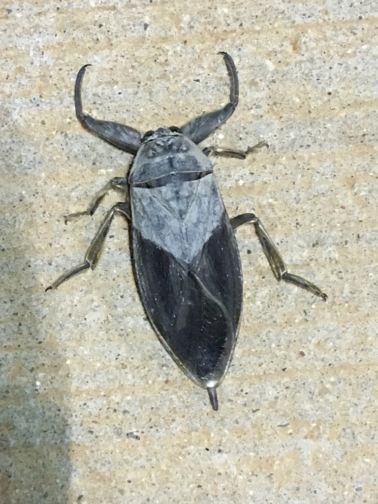 American Giant Water Bug from 53132, Franklin, WI, US on October 25 ...