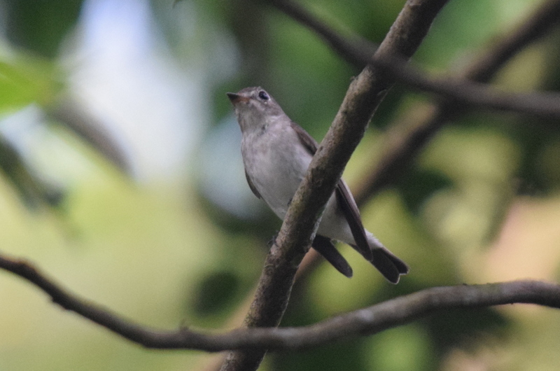 Asian Brown Flycatcher (Birds of Singapore) · iNaturalist
