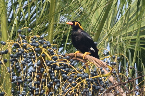 Common Hill Myna (Southern) (Subspecies Gracula religiosa religiosa ...
