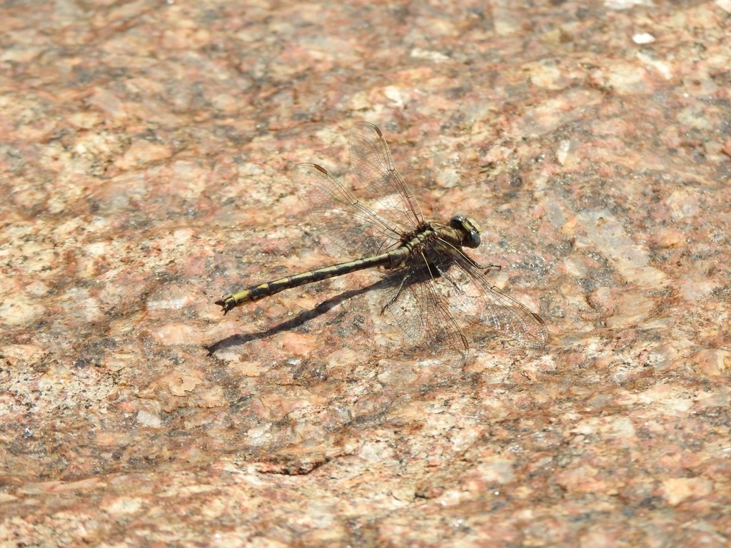 Dusky Clubtail from Cobblestone Lake Park, Apple Valley, MN, US on June ...