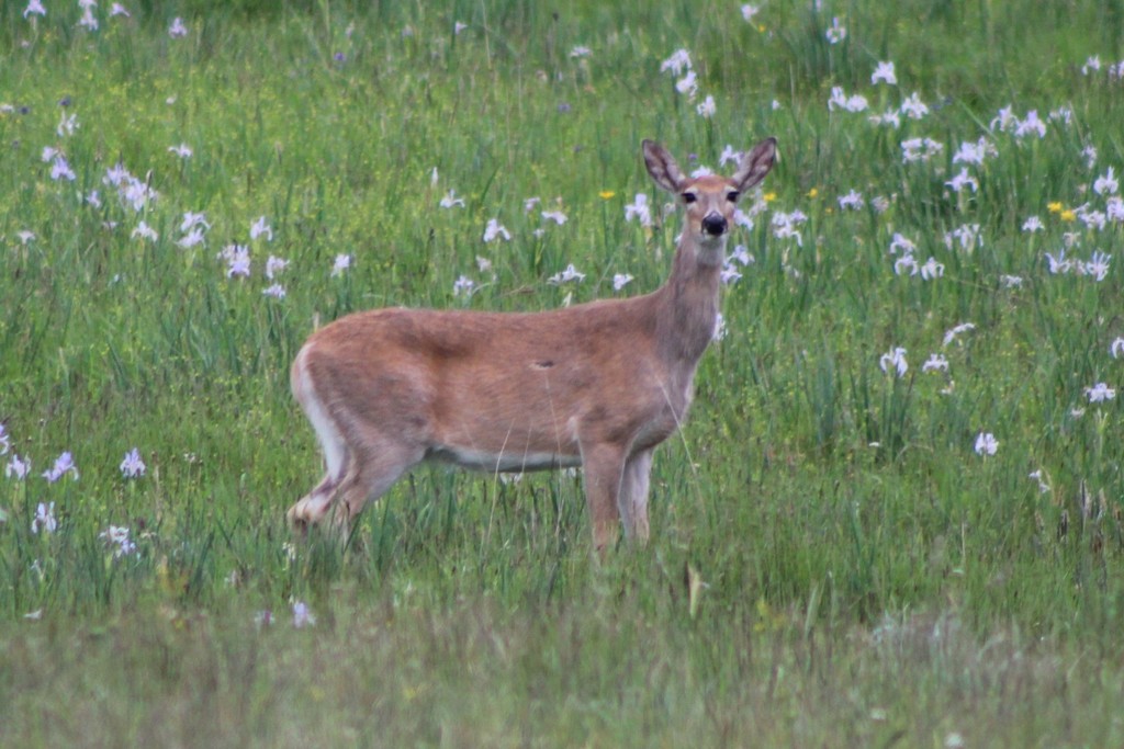 Northern Rocky Mountains White-tailed Deer in June 2020 by Sean Cozart ...
