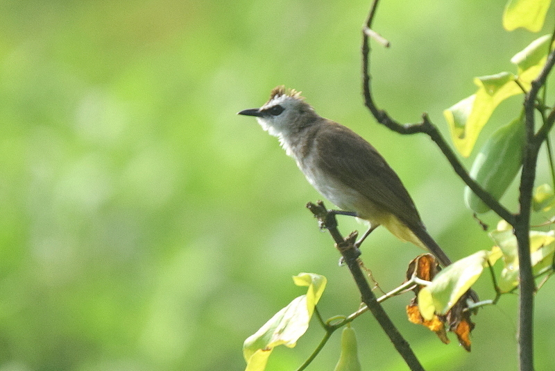 Yellow-vented Bulbul (Birds of Singapore) · iNaturalist