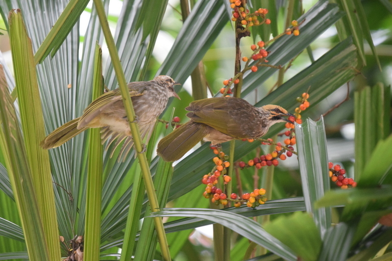 Straw-headed Bulbul (Birds of Singapore) · iNaturalist
