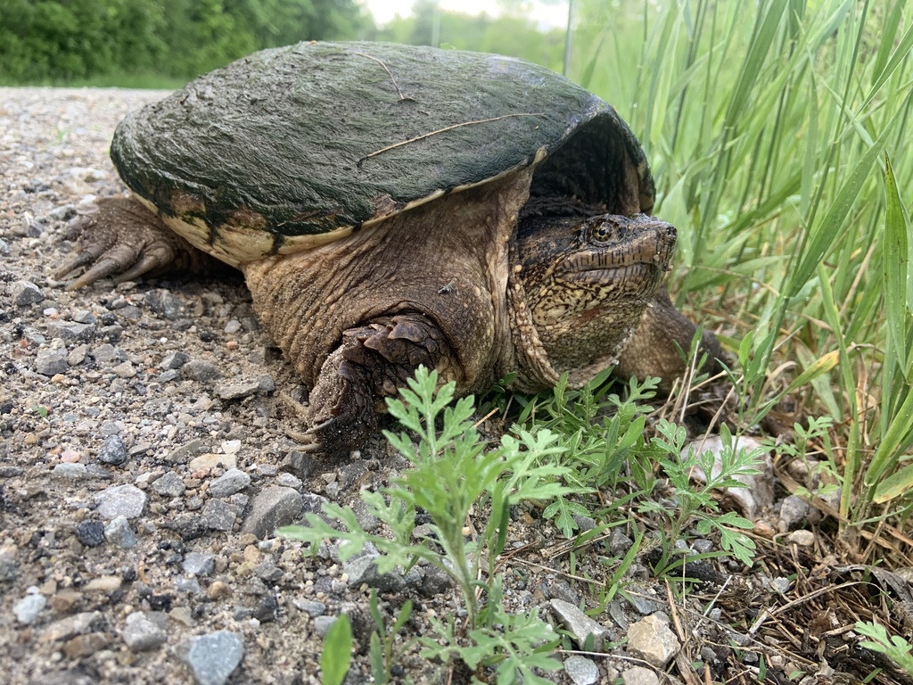 Common Snapping Turtle from County Road 2, Leeds and the Thousand ...