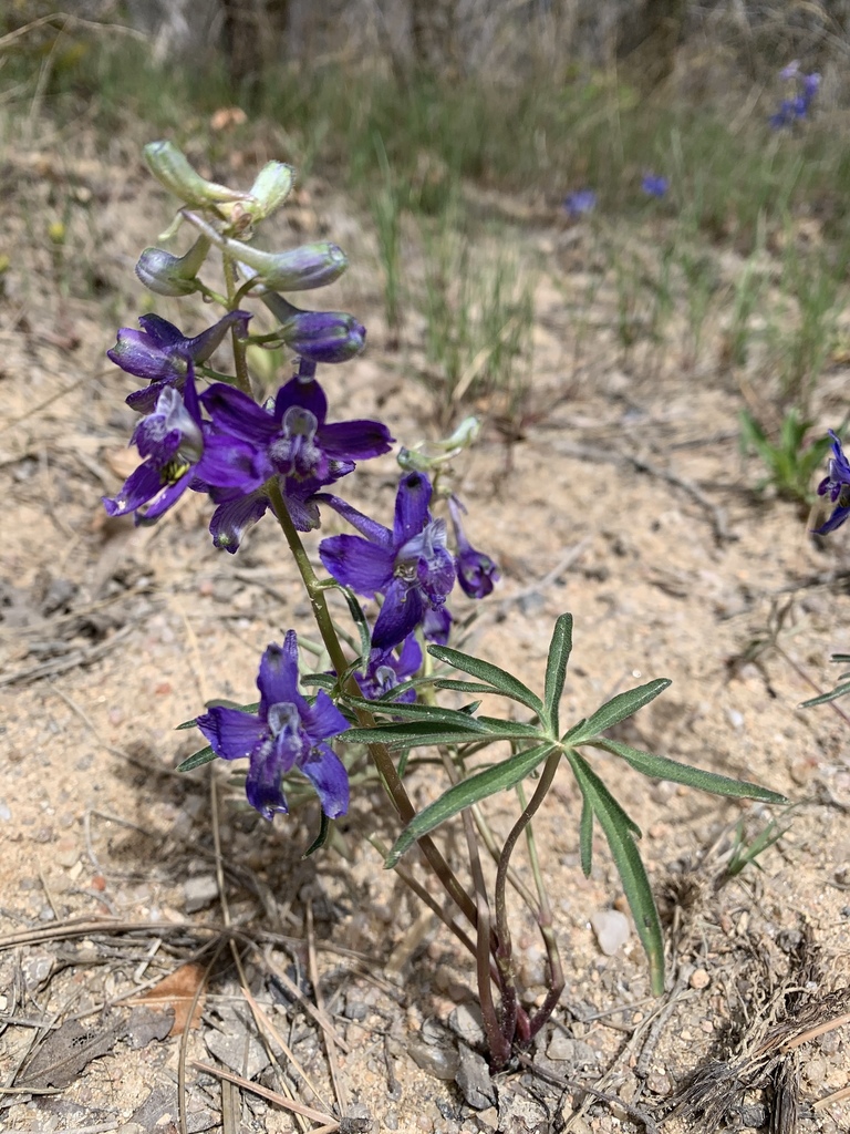 Upland Larkspur (Common Flora & Fauna of Turnbull National Wildlife ...