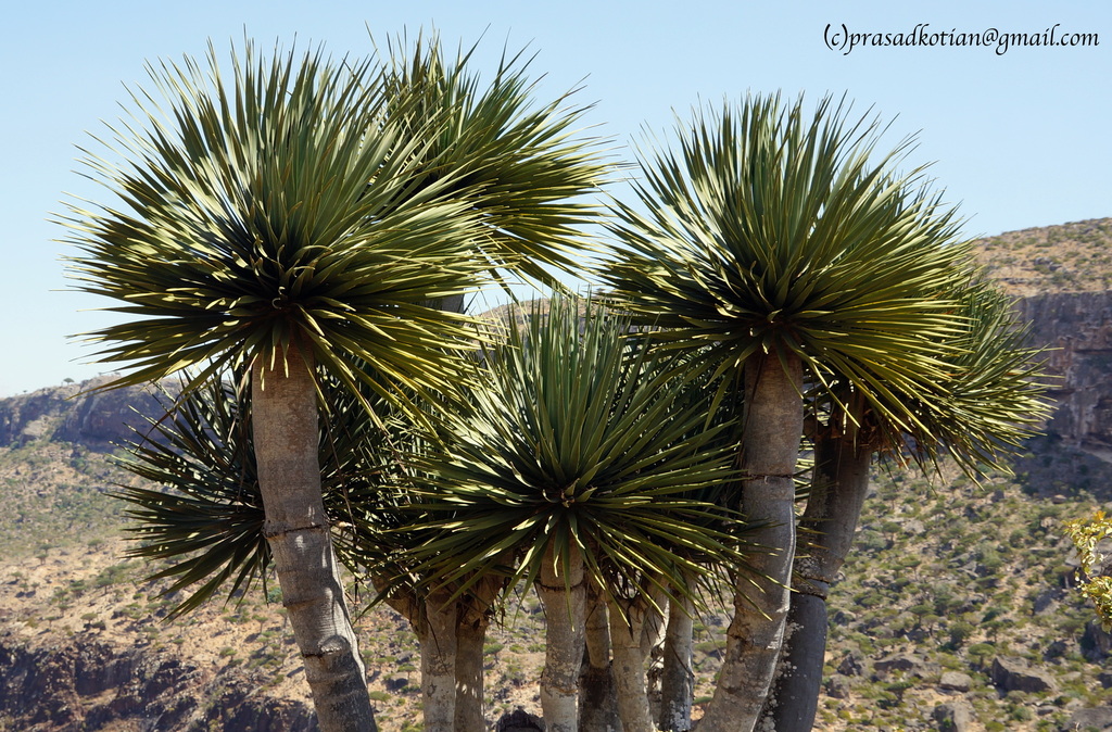 dragon blood tree (Dracaena cinnabari) - Botanical Realm