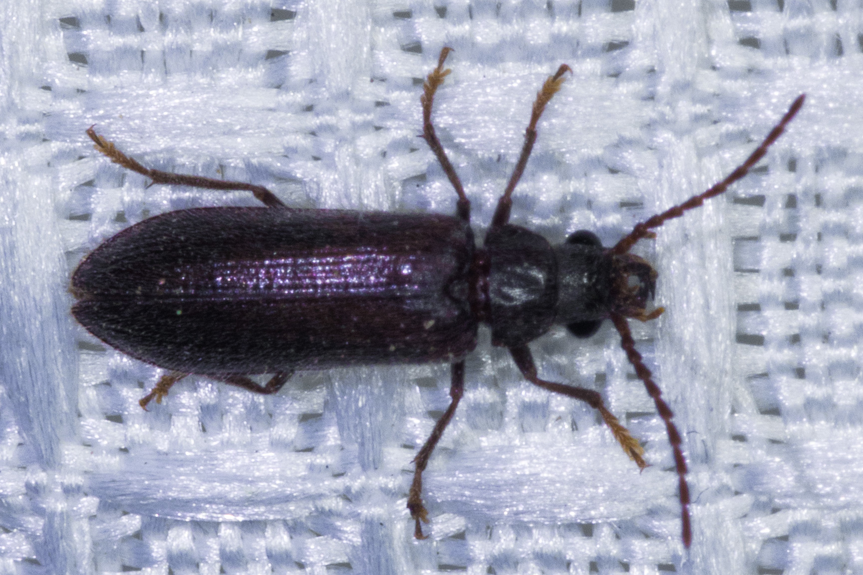 Dascillidae