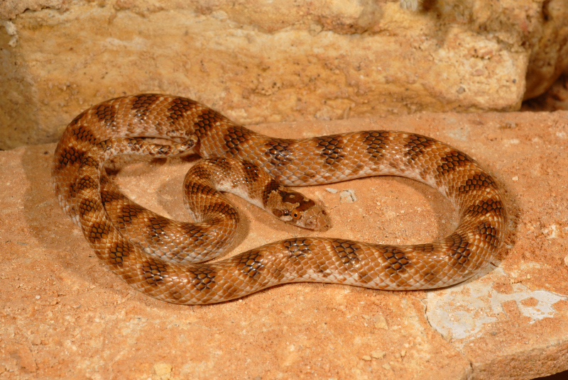 (Lytorhynchus) - Snakes and Lizards
