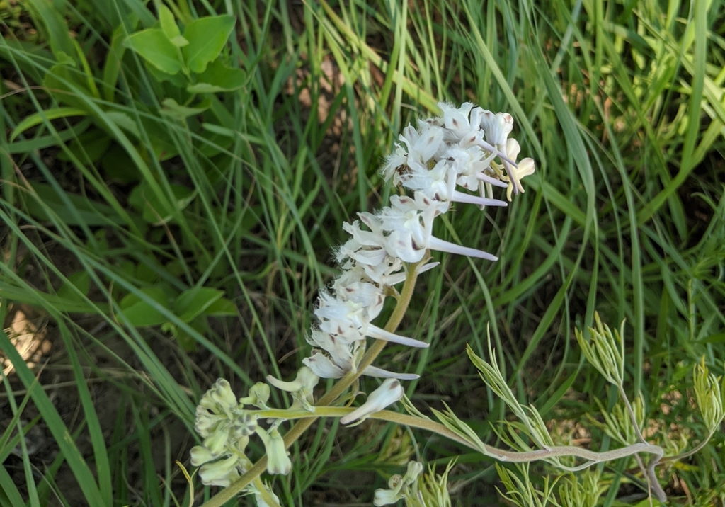 Prairie Larkspur from Sioux City, IA 51109, USA on June 8, 2020 at 01: ...