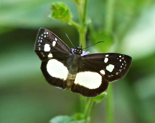Milanion leucaspis (Panamã Guaçu I) · iNaturalist