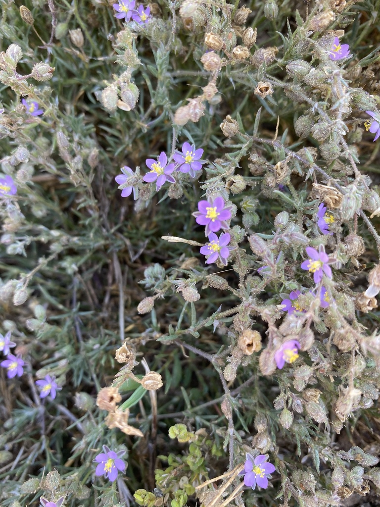 Red Sand Spurrey from Coyote Valley Open Space Preserve, San Jose, CA ...
