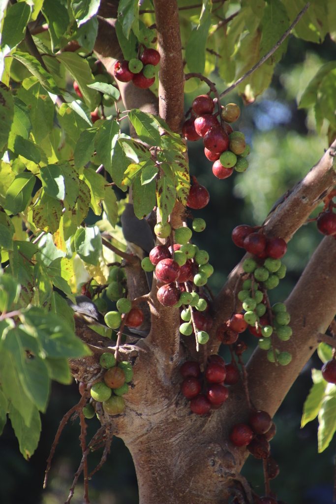 Cape Fig (Ficus sur) - Botanical Realm