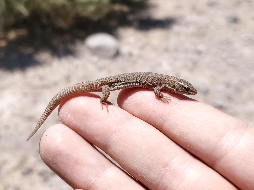 Desert Night Lizard from Las Vegas, NV 89120, USA on June 08, 2020 at ...