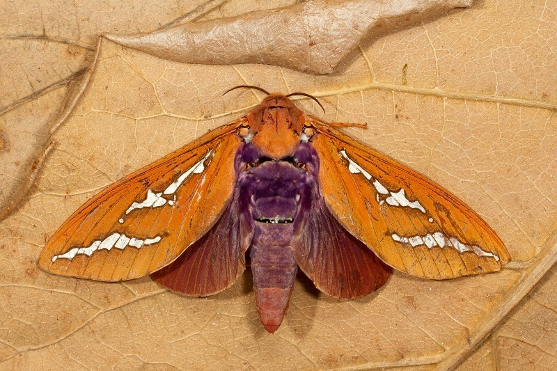 Mustard Ghost Moth from Carrington Falls NSW 2577, Australia on ...