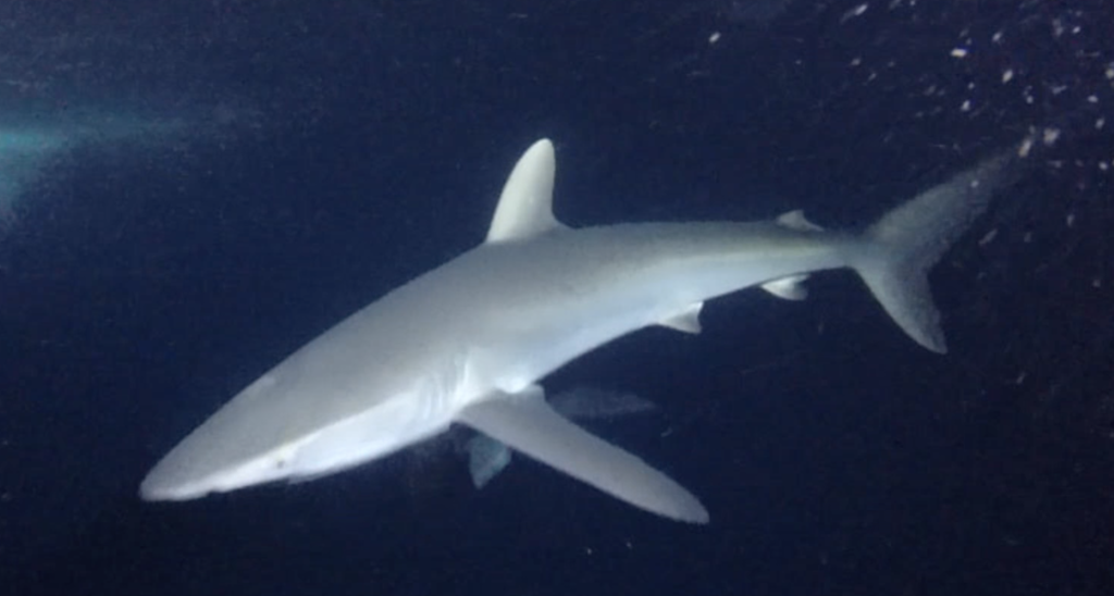 Typical Requiem Sharks (Carcharhinus) - Marine Life Identification