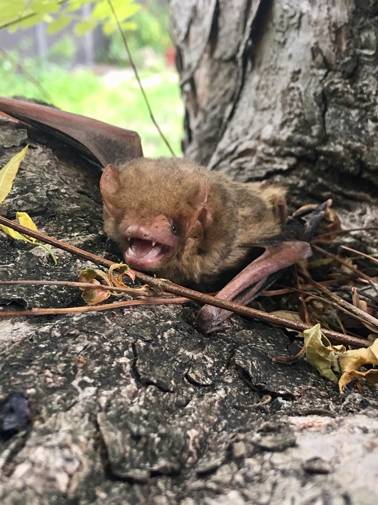 Northern Yellow Bat from SE 26th Terr, Cape Coral, FL, US on May 10 ...