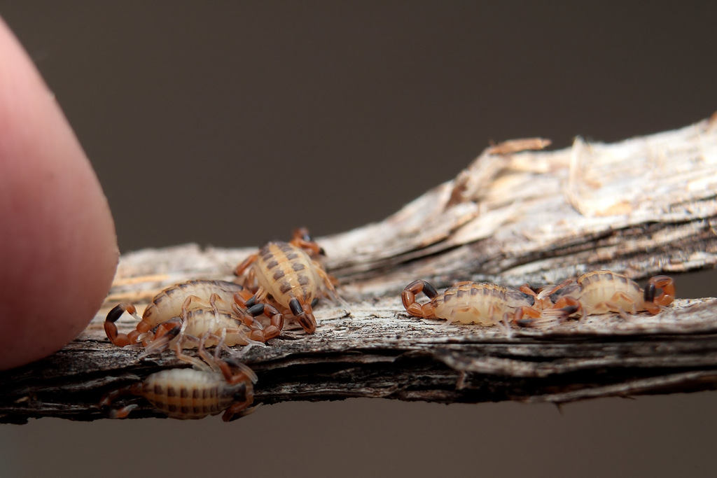 Bark Scorpions (Insects and Arachnids of Coronado National Memorial ...