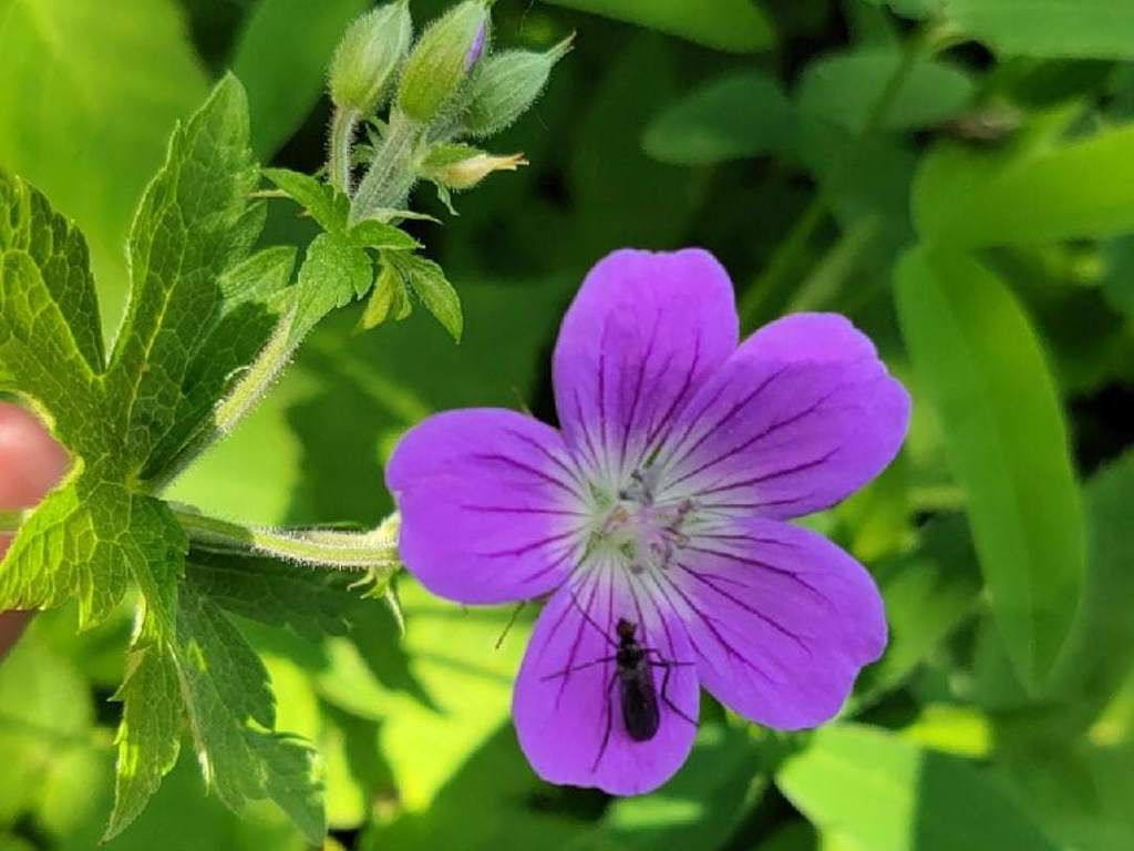 Geranium sylvaticum (Biodiversidad-Parque-Natural-Encuentro ...