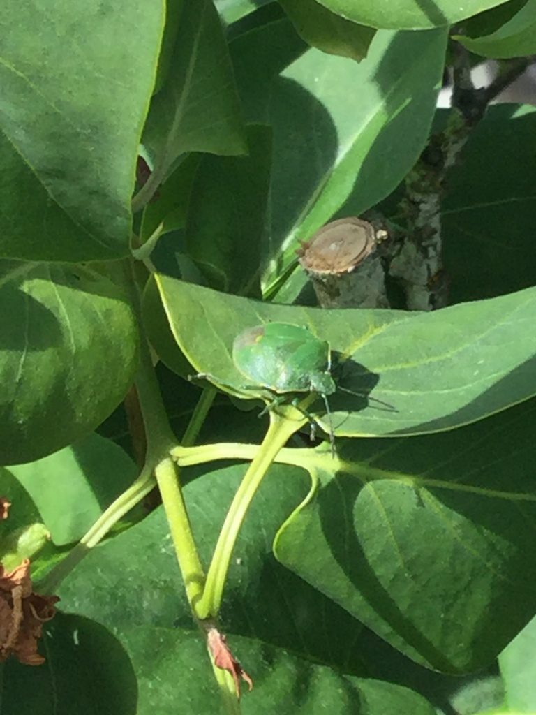 Chlorochroa from Vancouver Island, Ladysmith, BC, CA on June 08, 2020 ...