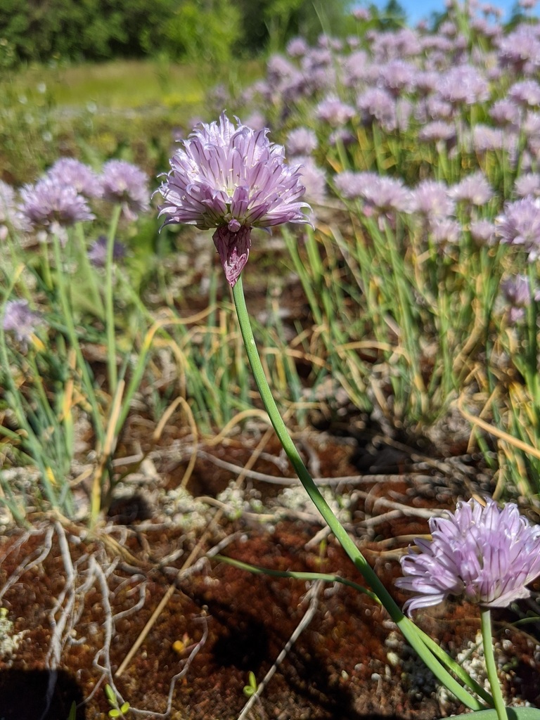 Wild Chives from Lennox and Addington County, ON, Canada on June 8 ...