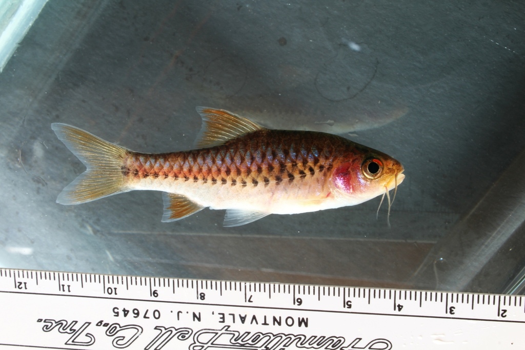 (Enteromius chiumbeensis) - Marine Life Identification