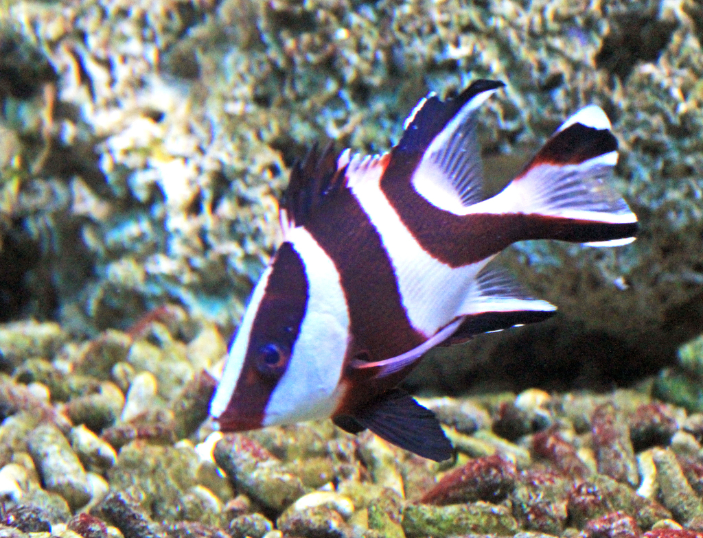 Red Emperor Snapper (Lutjanus sebae) - Marine Life Identification