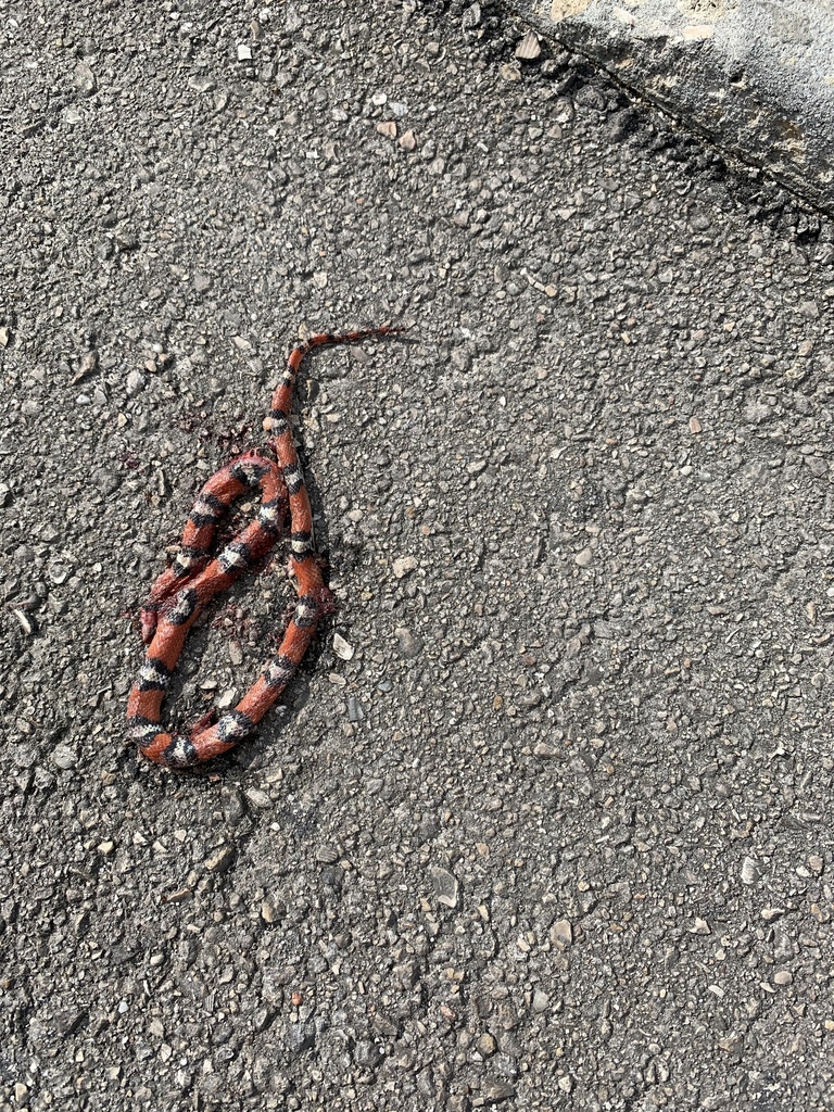 Scarlet Kingsnake from Turtle Island, Naples, FL, US on June 8, 2020 at ...