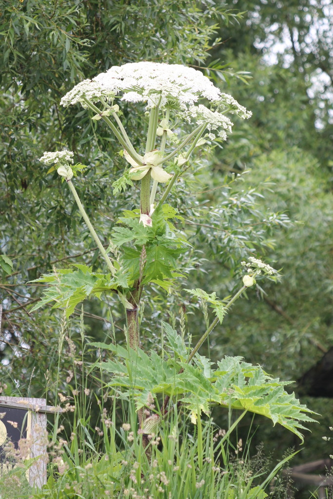 Giant Hogweed from Langley Twp, BC, Canada on June 8, 2020 at 02:11 PM ...