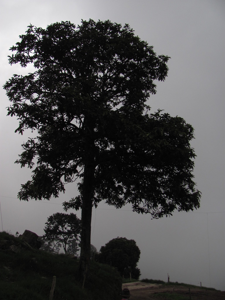 Aniba robusta from San Francisco, Cundinamarca, Colombia on June 30, 2012 by Mateo Hernandez ...