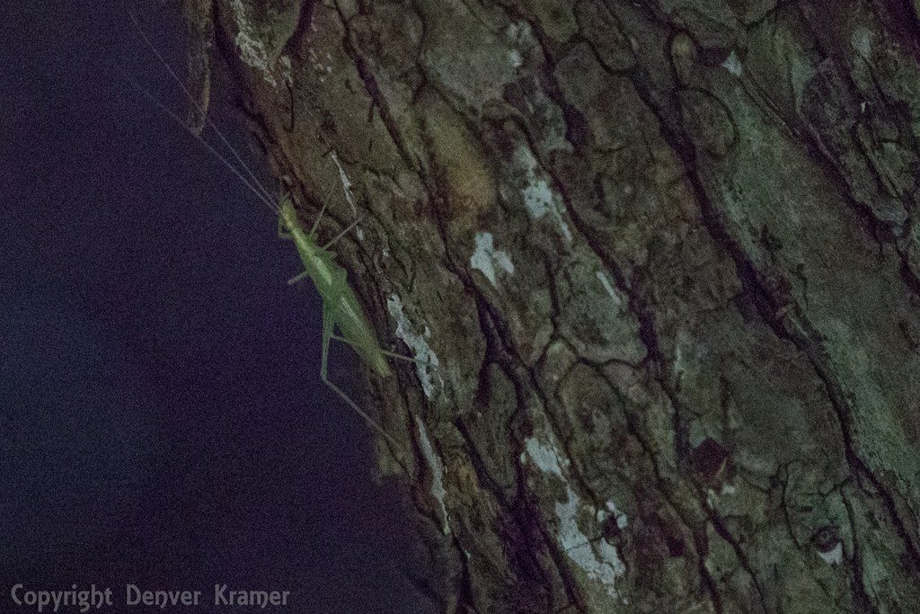 Common Tree Crickets from Lewisville, TX USA on June 08, 2020 at 09:57 ...