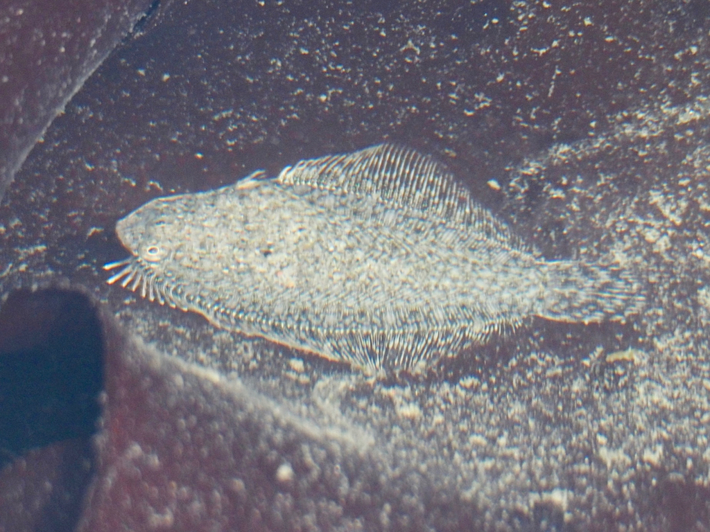Sand Sole from Port Townsend, WA 98368, USA on June 8, 2020 at 10:33 AM ...