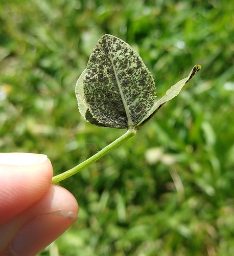 Genus Polythrincium · iNaturalist