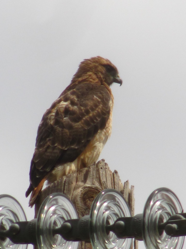 Red-tailed Hawk from Peñón Blanco, Dgo., México on July 27, 2016 at 09: ...