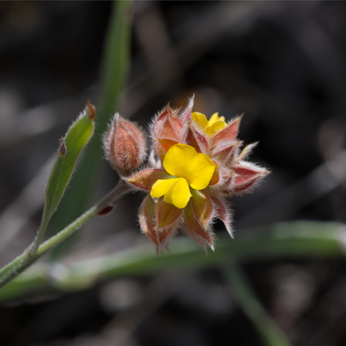 Jacksonia spicata · iNaturalist