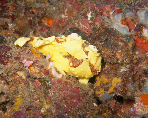 Warty Anglerfish (Reef Fish of the Hawaiian Islands) · iNaturalist