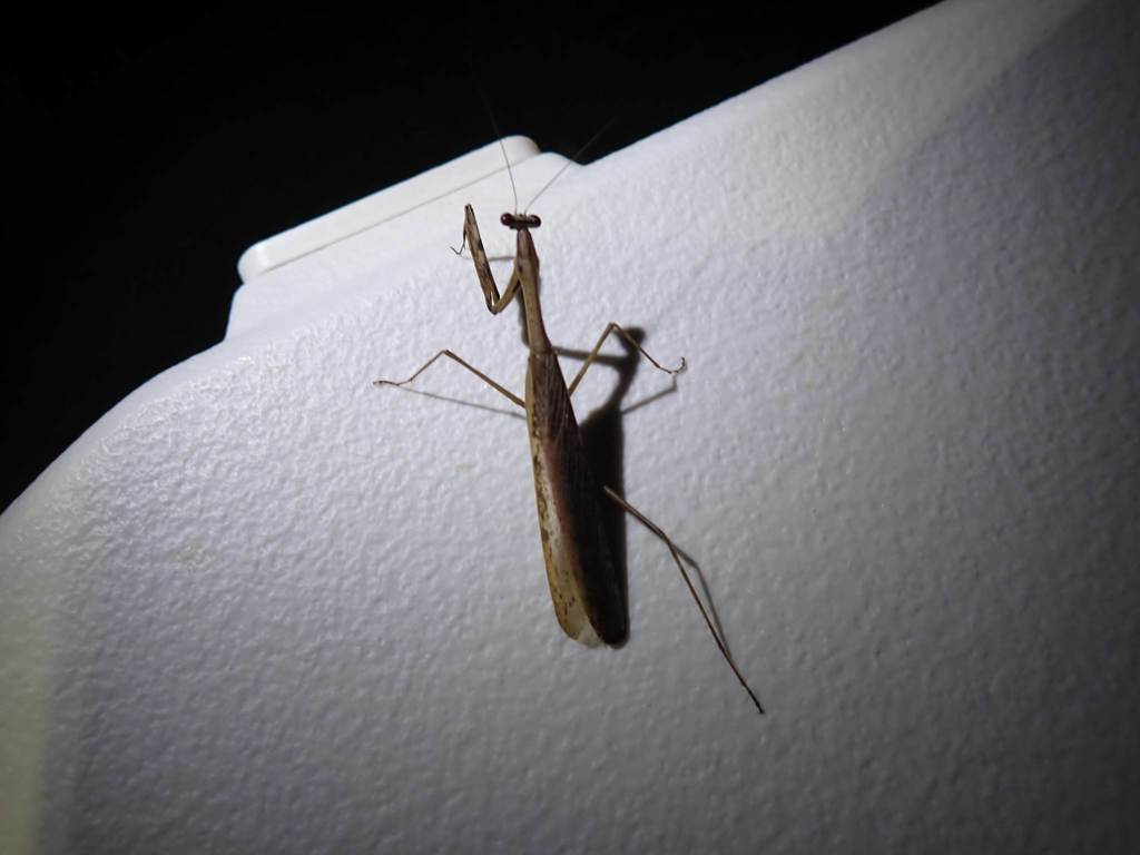 Statilia from 日本、沖縄県名護市 on June 05, 2020 at 08:23 PM by Kenta Watanabe ...