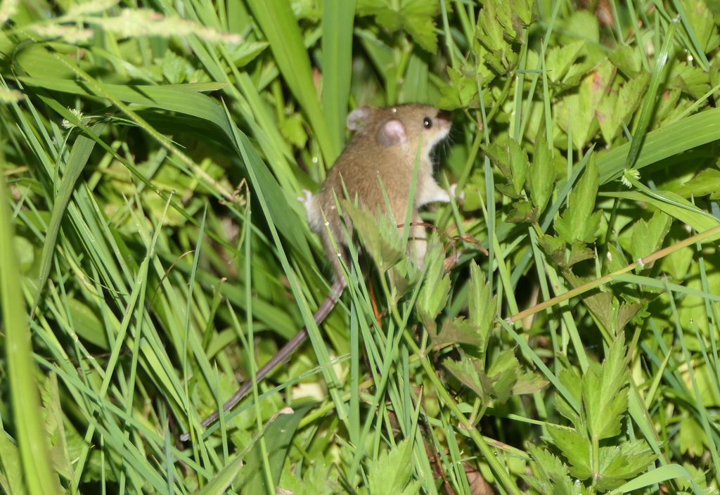 Ryukyu Mouse (Mus caroli) - Know Your Mammals