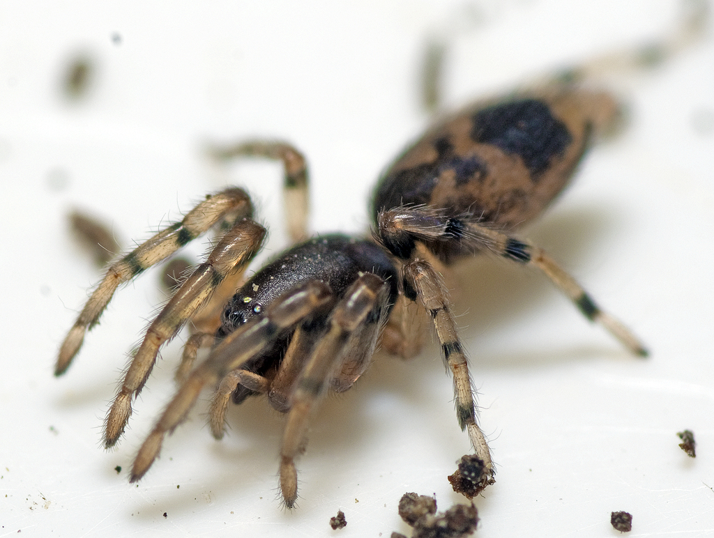 White-marked Ground Spiders from 2283 Mount Nebo Rd, Mount Nebo QLD ...