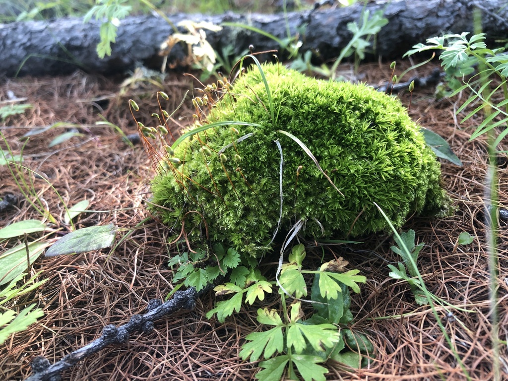nodding thread-moss from Lake Khovsgol, Khövsgöl, MN on August 1, 2019 ...